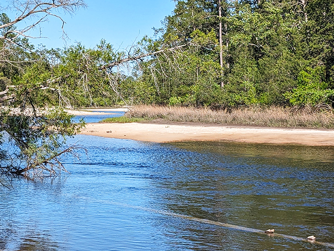 Blackwater River's sandy shoreline creates perfect natural beaches for mid-float breaks. Who needs the ocean when river beaches offer crowd-free relaxation?