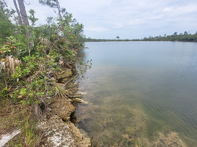 Pine Glades Lake offers a glimpse of wild Florida, where untouched shorelines and crystal-clear waters create a sanctuary for wildlife and humans alike.