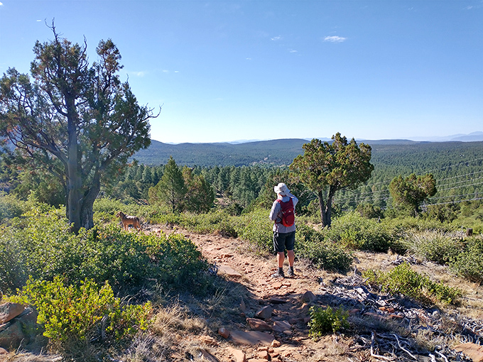 A peaceful creek winds through a lush forest setting. Pine's mountain environment offers a refreshing contrast to Arizona's desert landscapes.