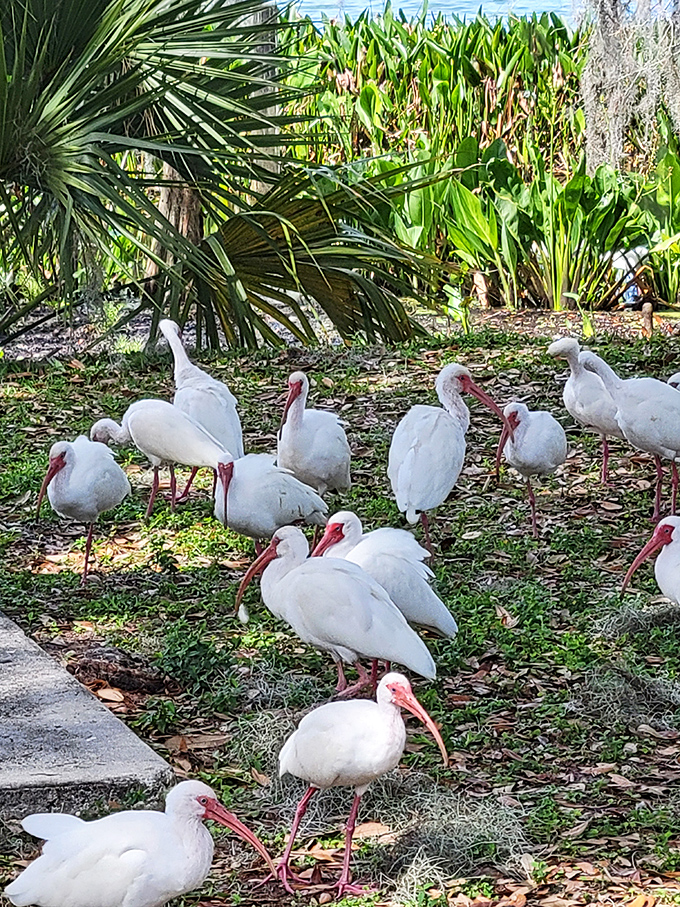 A committee of white ibises conducts their important business, probing the ground with curved red bills like natural metal detectors.