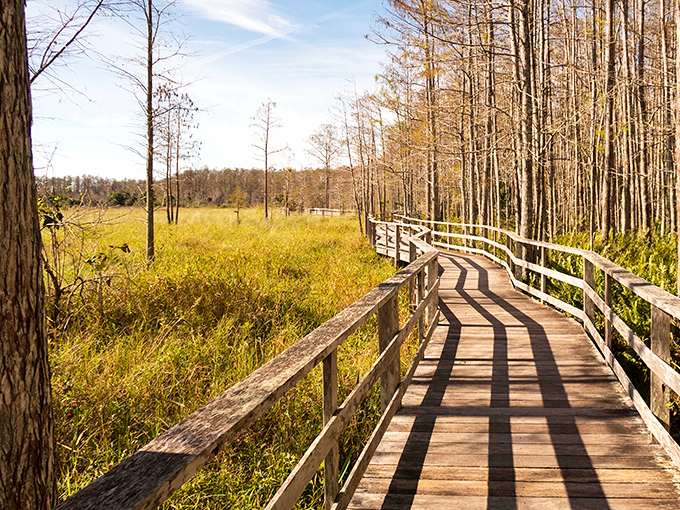 Autumn paints the boardwalk with golden light, creating a path that seems to lead straight into a storybook landscape.