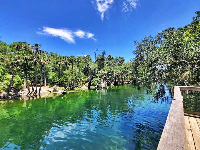 Blue Spring Run Overlook: The spring's emerald waters create a natural jewel tone that no Instagram filter could ever improve upon.