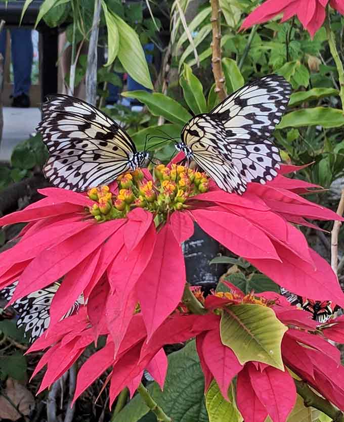 When multiple butterflies share a flower, it's like watching a polite convention of flying jewels.