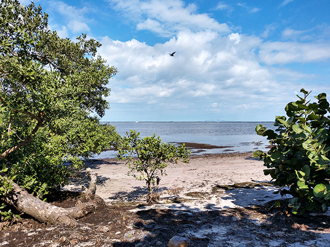 A natural window through coastal vegetation frames a perfect view of the shoreline beyond.