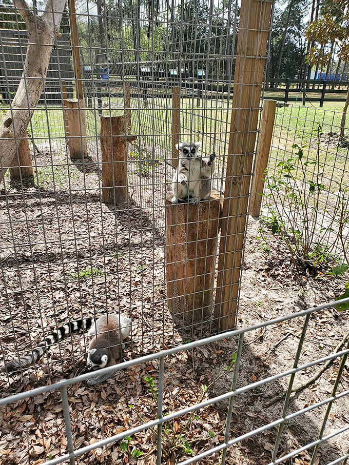 "I see you seeing me!" Curious lemurs peer through their enclosure, adding an unexpected dash of Madagascar to this Florida sanctuary.