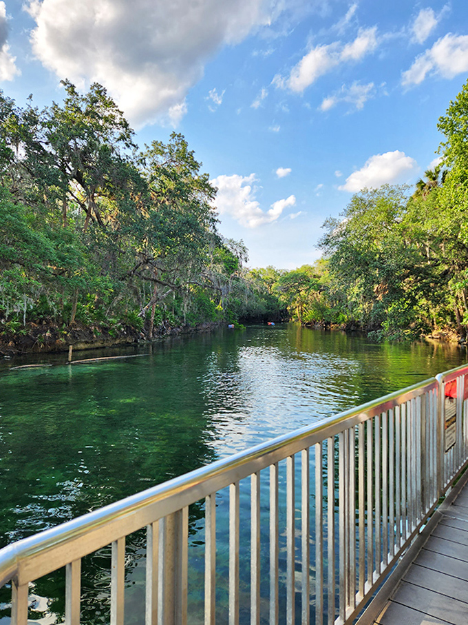 Spring River View: The spring run unfolds like a liquid emerald carpet, framed by ancient cypress sentinels draped in Spanish moss.