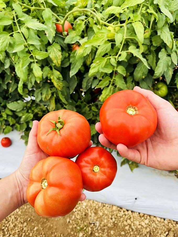 Tomatoes so red and ripe they practically demand a moment of silence. This is what tomatoes tasted like before supermarkets.