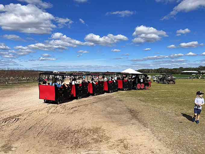 The farm train chugs along on its leisurely tour, moving at a pace that lets you actually see things instead of just blurring past them.