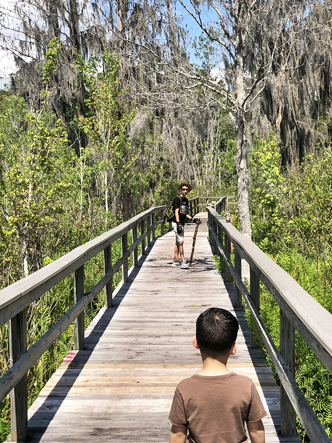 The boardwalk stretches into a cathedral of Spanish moss and dappled sunlight, where conversations naturally turn to whispers out of respect.