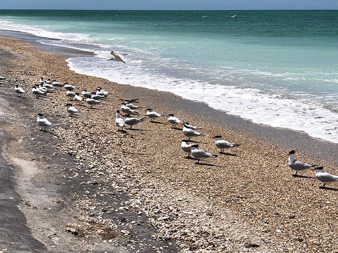 Shorebirds hold an impromptu convention on Egmont's beach, discussing important matters of fish, tides, and tourist behavior.