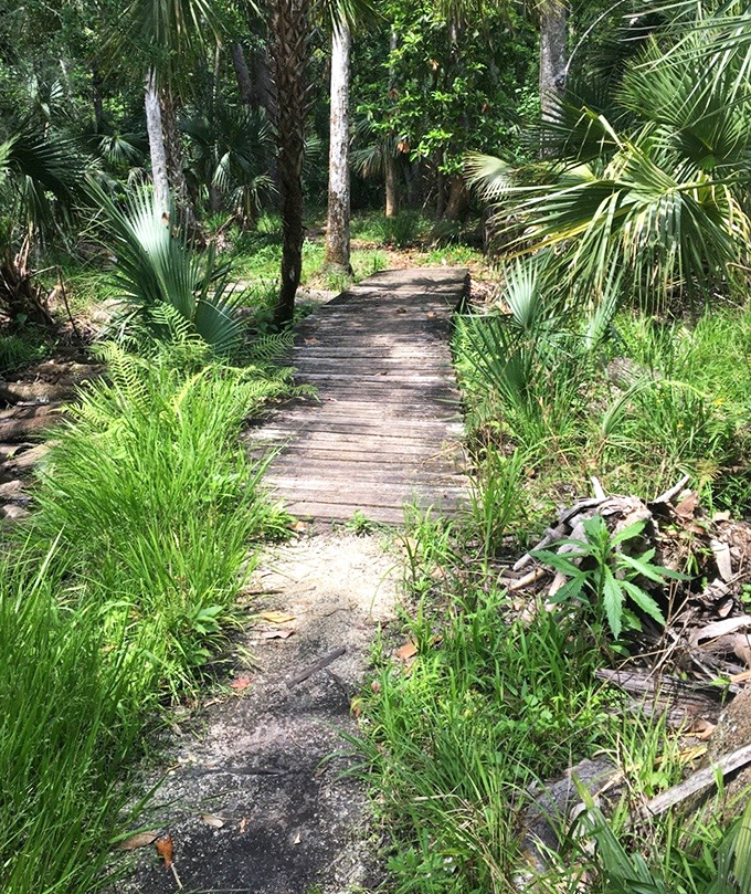 This humble wooden path might as well be a red carpet leading to nature's most exclusive Florida showcase.