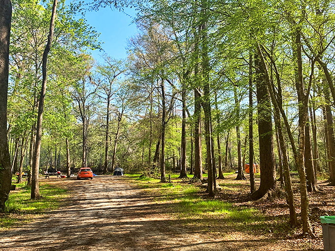 Forest cathedral: The entrance road to Ginnie Springs winds through towering trees creating nature's perfect welcome mat.