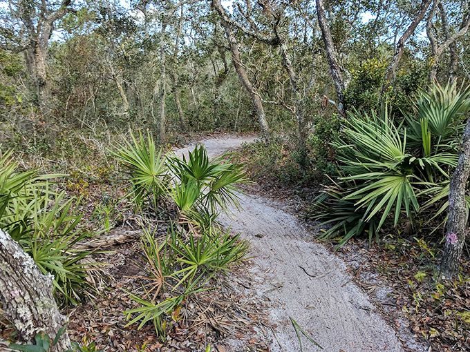 Sandy trails wind through saw palmettos, offering hikers a gentle reminder that Florida isn't all beaches and theme parks.