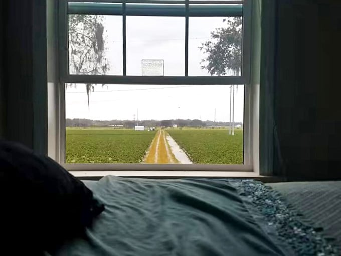 Morning light filters through Spanish moss outside the bedroom window, framing a view of strawberry fields that stretches to the horizon.