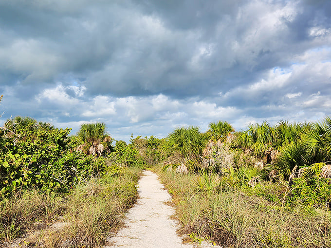 Natural pathways: This sandy trail winds through native coastal vegetation, promising discoveries around every bend.