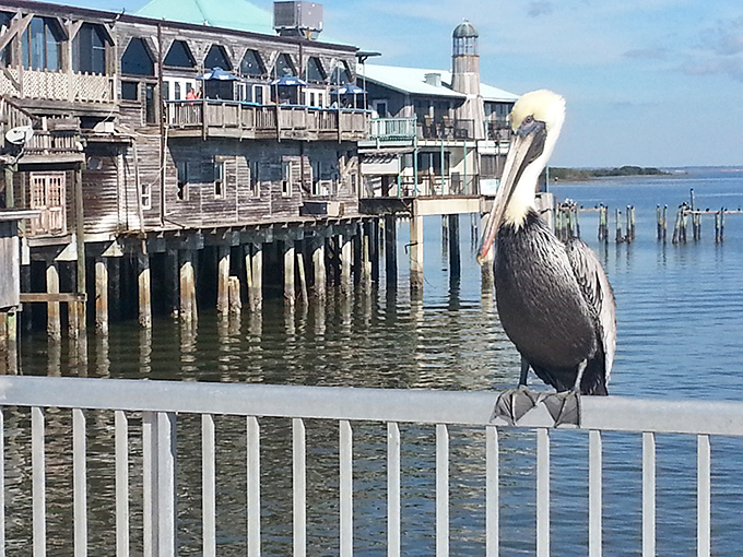 Cedar Key's wildlife includes professional pelicans who have perfected the art of looking dignified while begging for scraps.