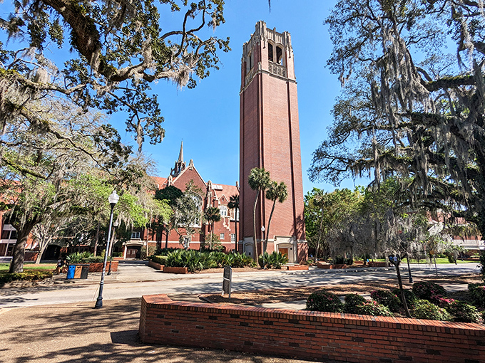 The University of Florida's iconic Century Tower reaches skyward, surrounded by Spanish moss-draped trees on Gainesville's historic campus.