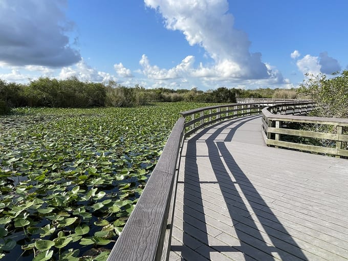 anhinga boardwalk trail 1