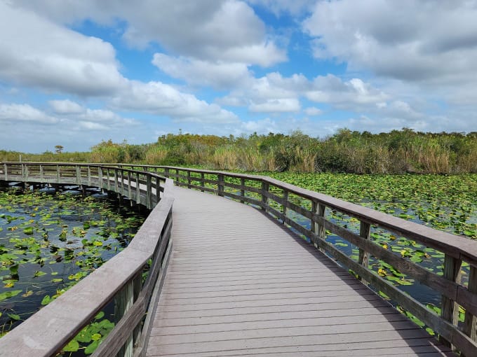 anhinga boardwalk trail 2