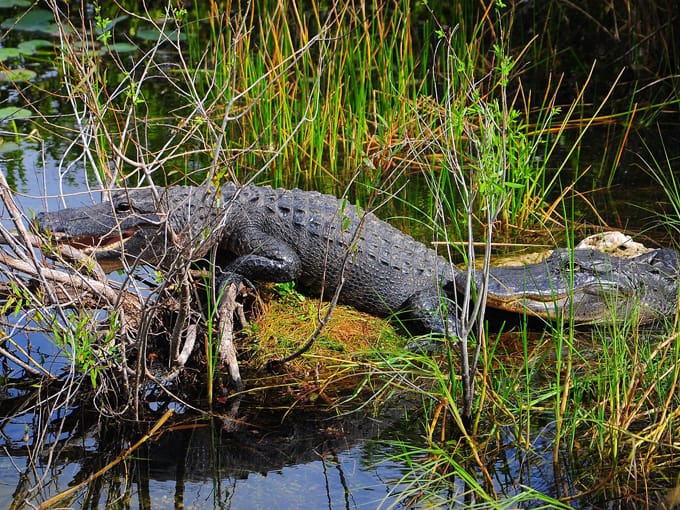 anhinga boardwalk trail 4