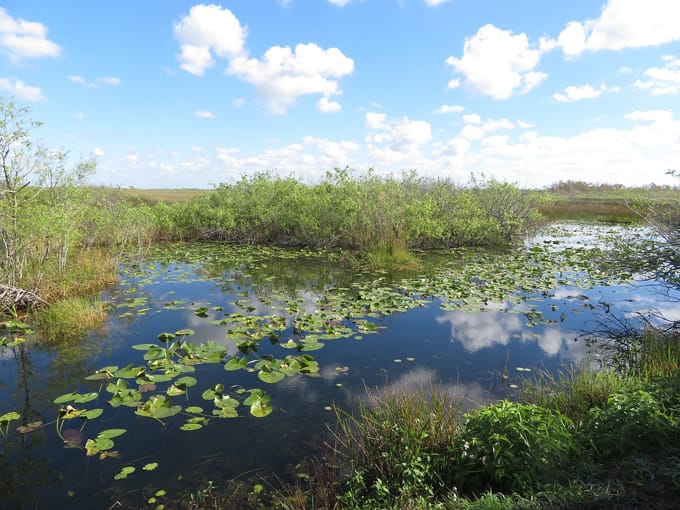 anhinga boardwalk trail 7