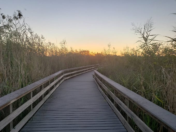 anhinga boardwalk trail 8