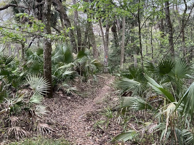 aucilla sinks loop 4