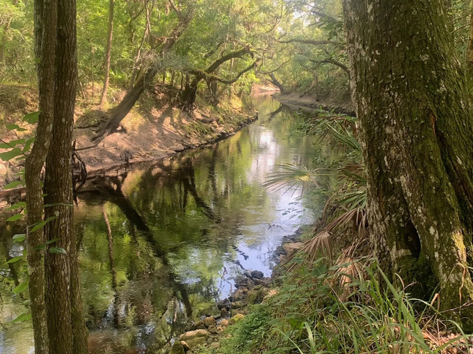 aucilla sinks loop 7