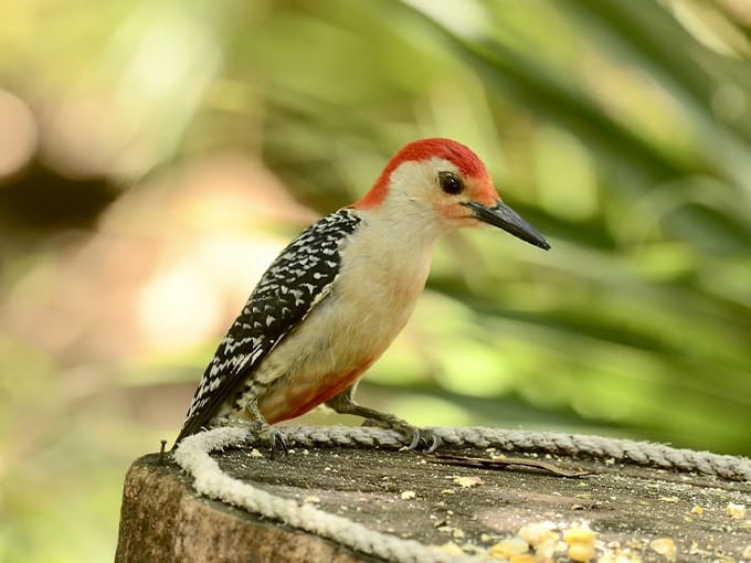 babcock ranch eco tours 3