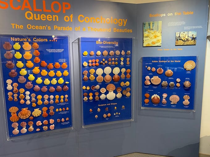 bailey matthews national shell museum 6