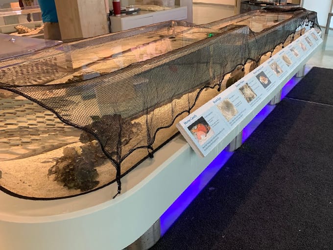 bailey matthews national shell museum 8