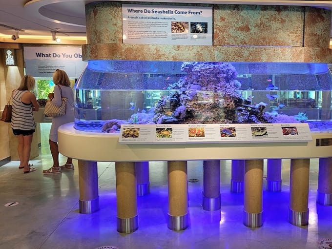 bailey matthews national shell museum 9