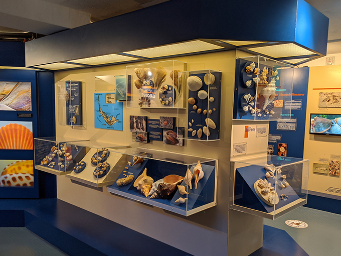 bailey matthews national shell museum 5