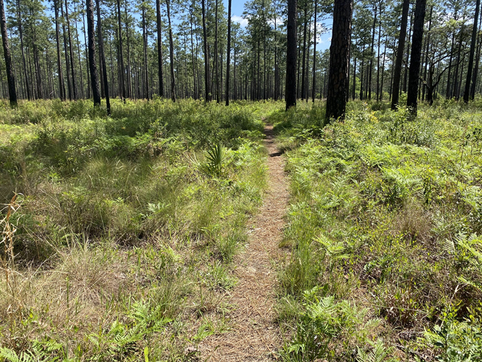 blackwater river state forest 2