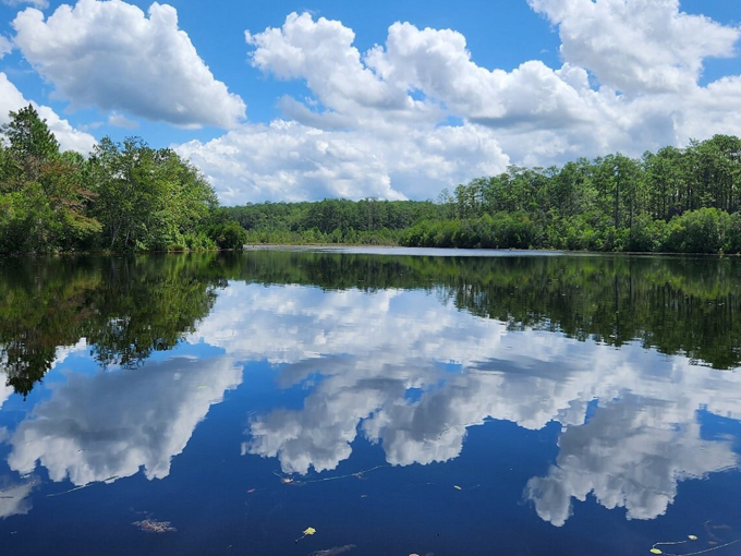 blackwater river state forest 4