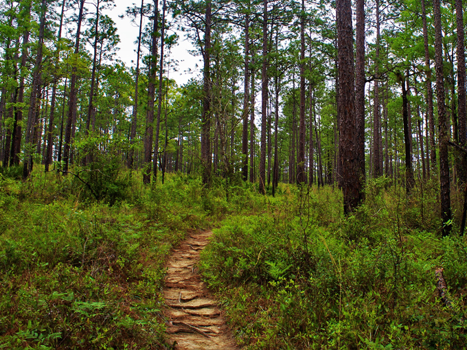 blackwater river state forest 5