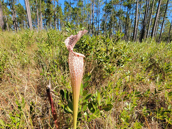 blackwater river state forest 7
