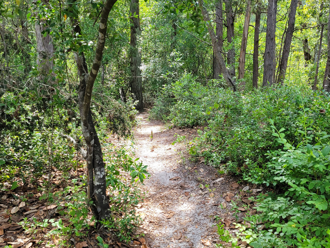 blackwater river state forest 8