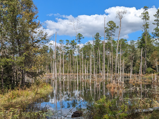 blackwater river state forest 9