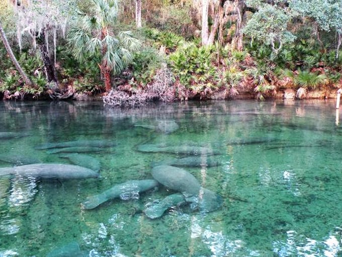 blue spring state park 2