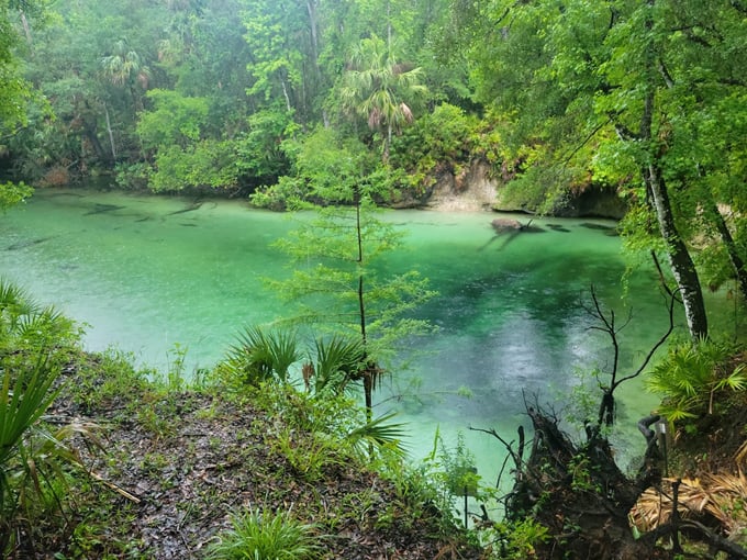 blue spring state park 3