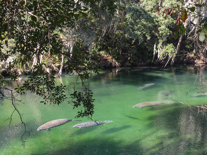 blue spring state park 5