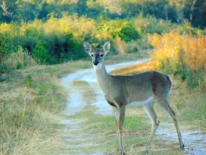 blue spring state park 6