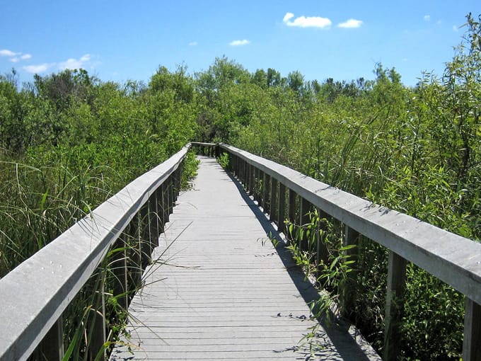 bobcat boardwalk trail 3