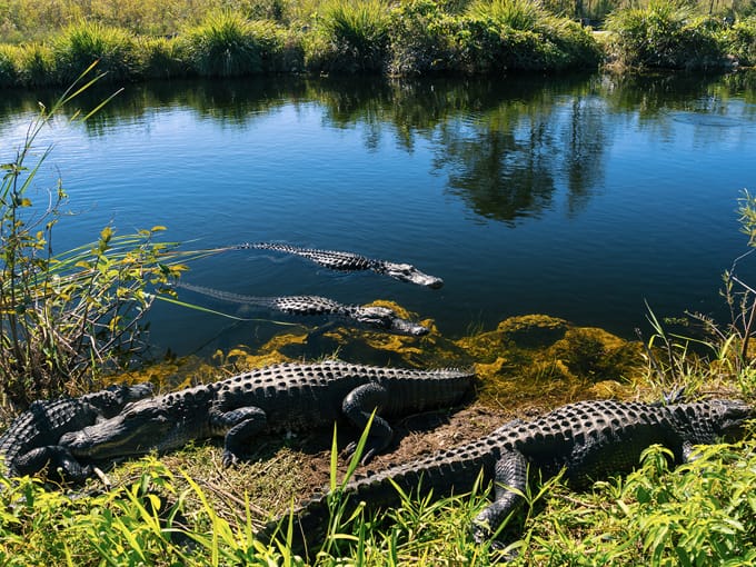 bobcat boardwalk trail 7