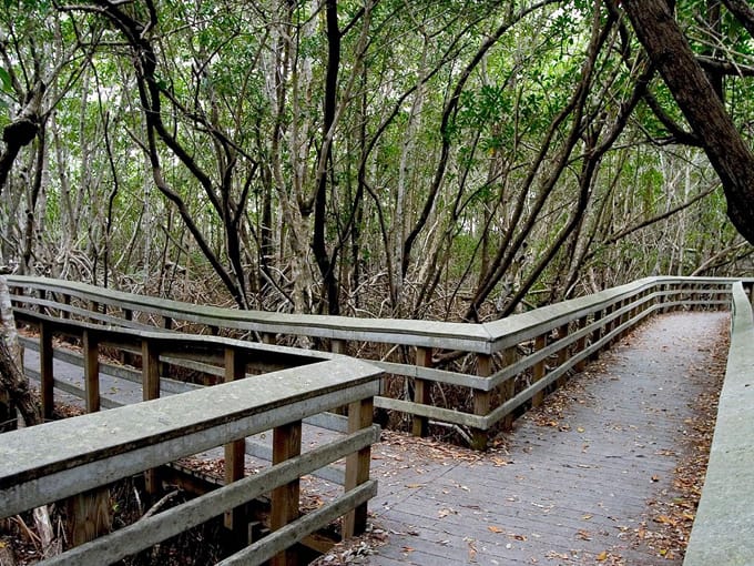 bobcat boardwalk trail 8