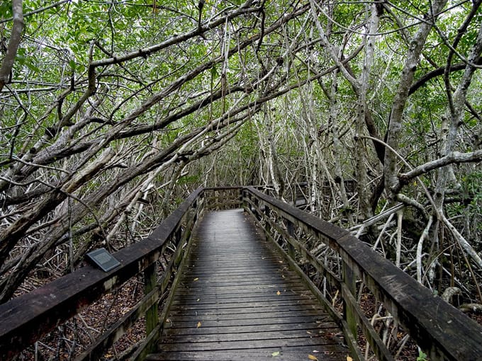 bobcat boardwalk trail 9
