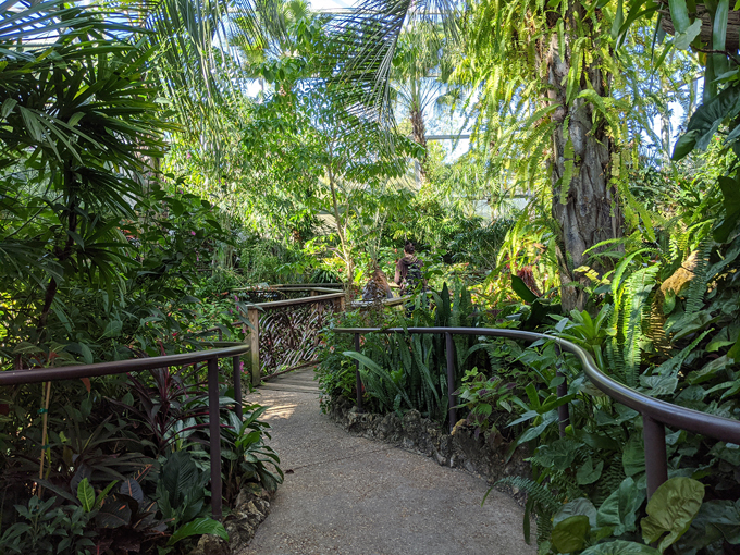 butterfly rainforest