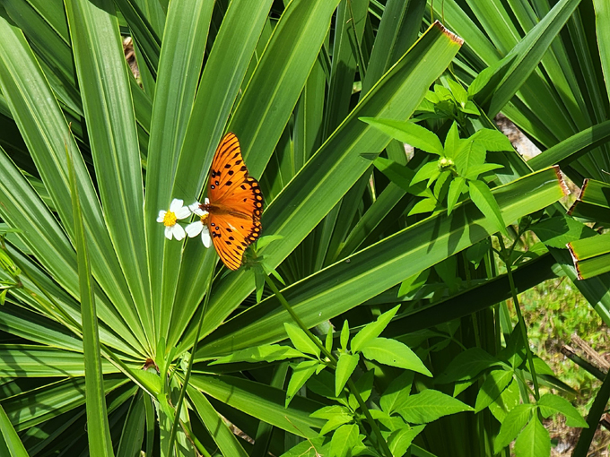 cedar key museum state park 7