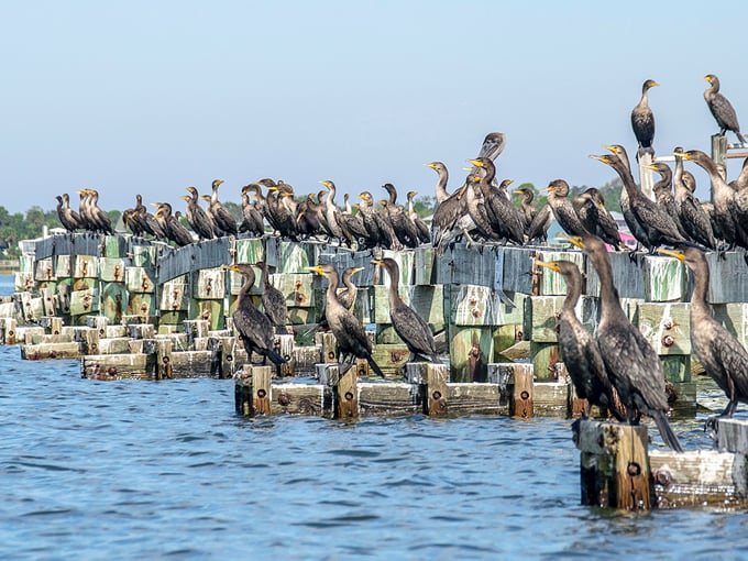 cedar key scrub state reserve 3